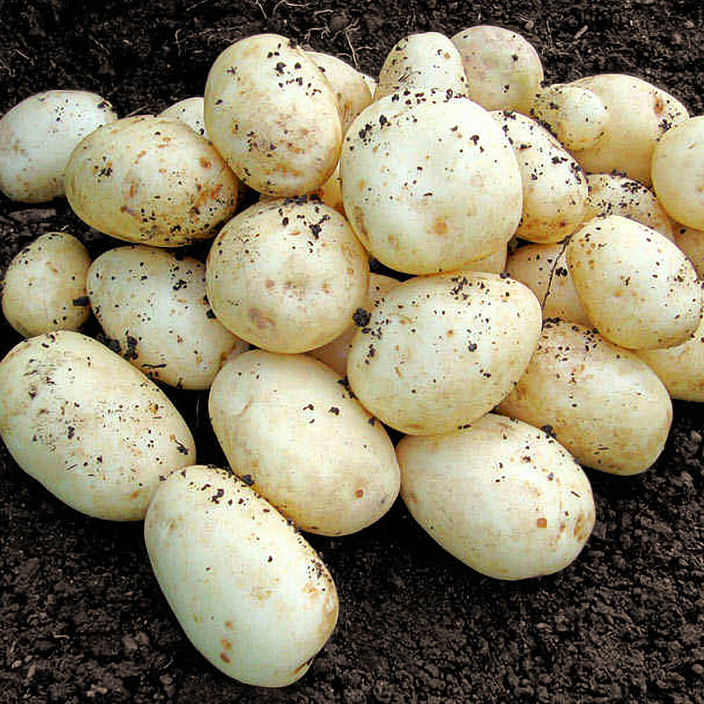 Seed Potatoes – Millstone Garden Centre